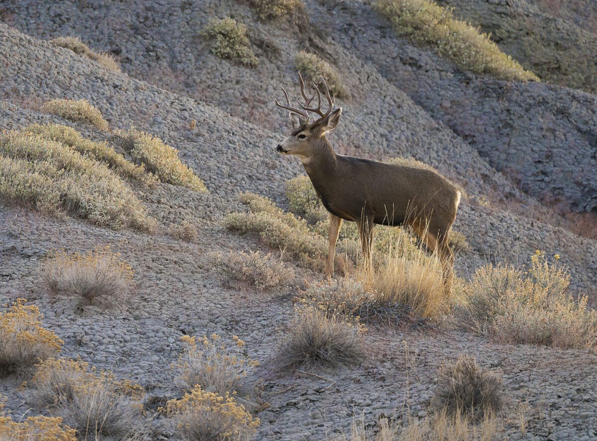 Utah Wildlife Board Approves key updates to rules for wildlife access ...